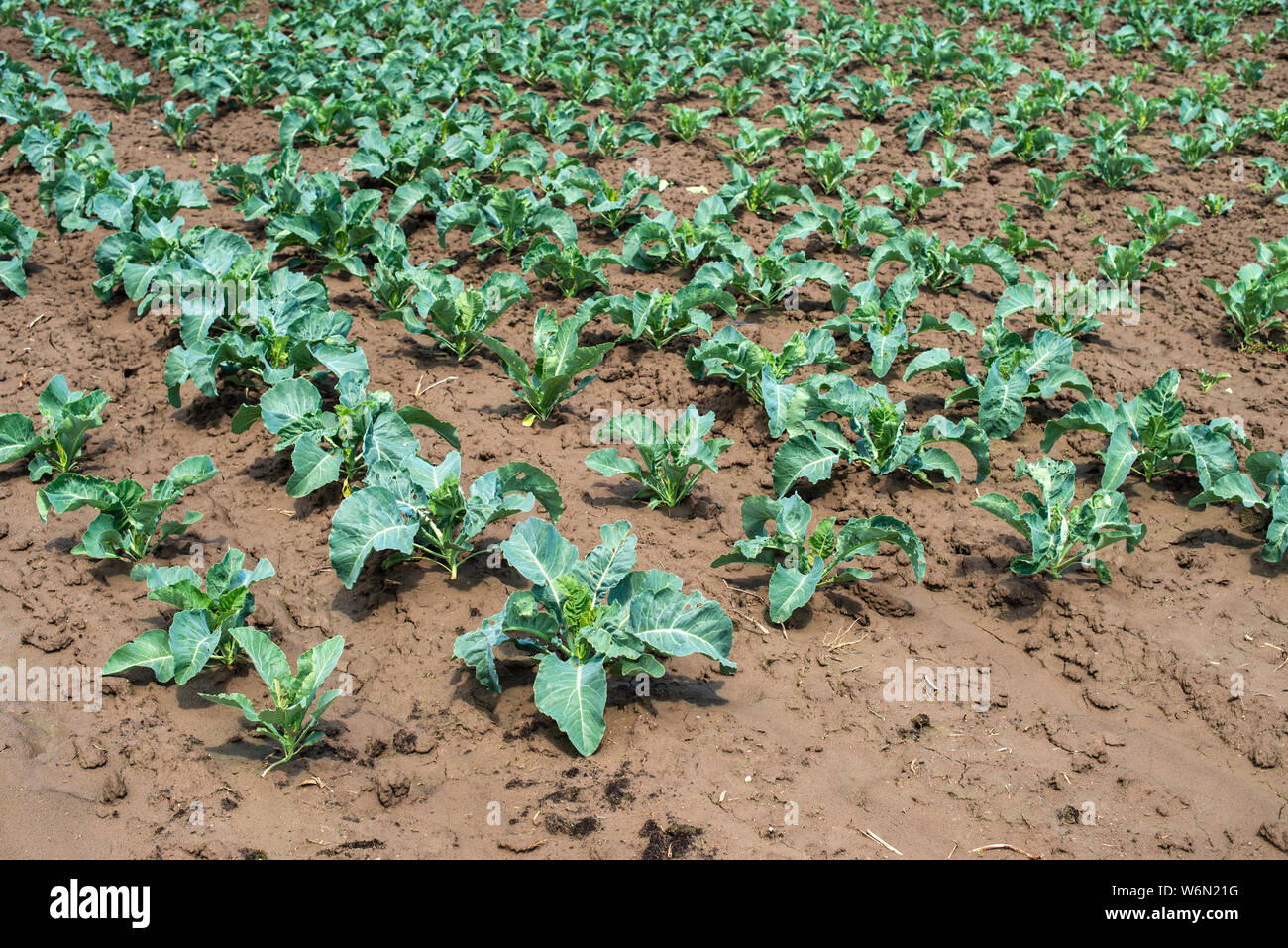 Cabbage farm on sunlight. Rows with small cabbage plants Stock Photo ...
