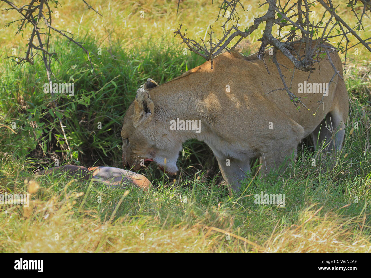Lion lioness female, panthera leo, with dead prey open mouth sharp ...