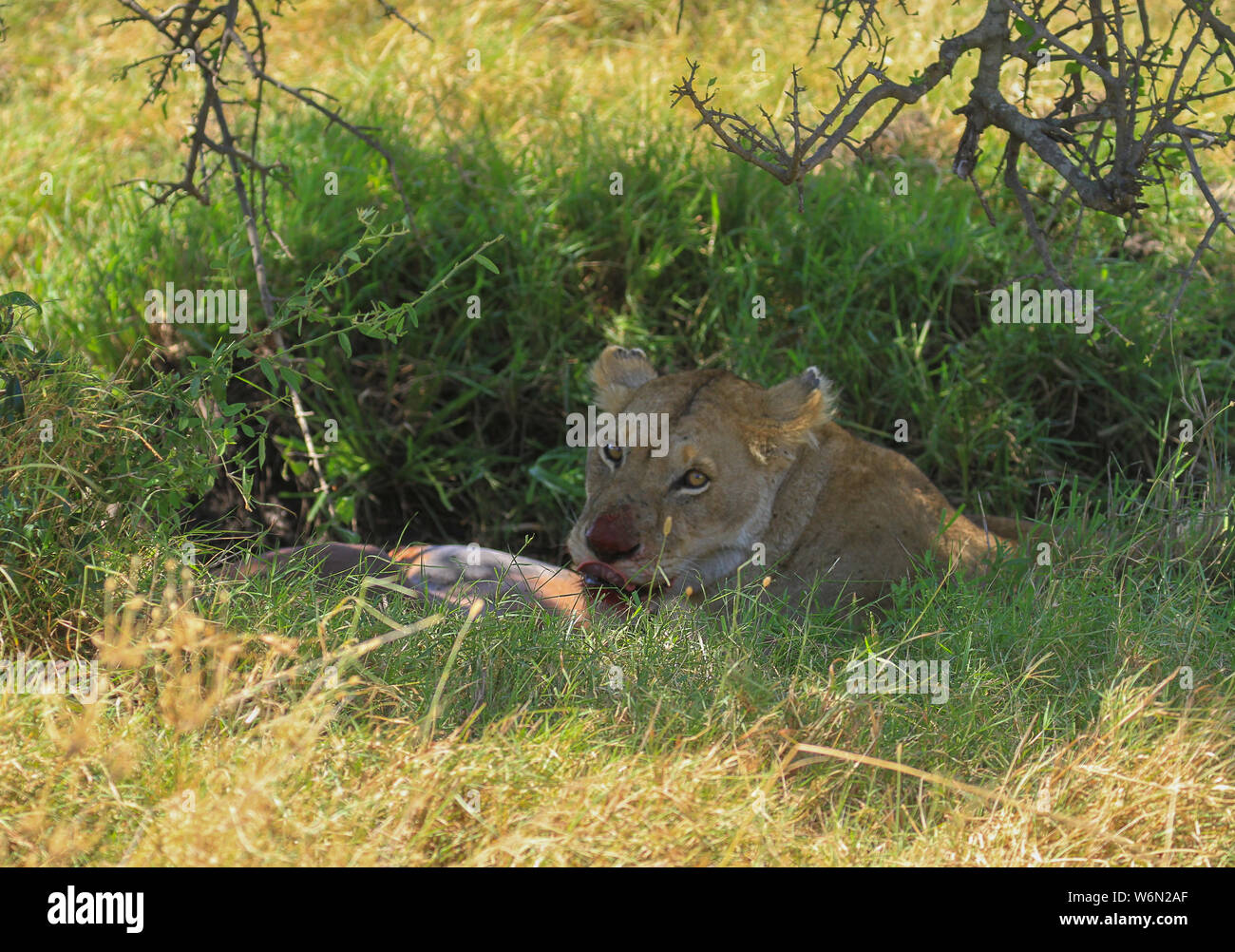 Female lion blood on face hi-res stock photography and images - Alamy