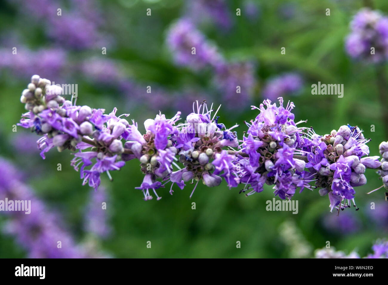 Chaste Tree, Vitex agnus-castus close up flowers Stock Photo - Alamy