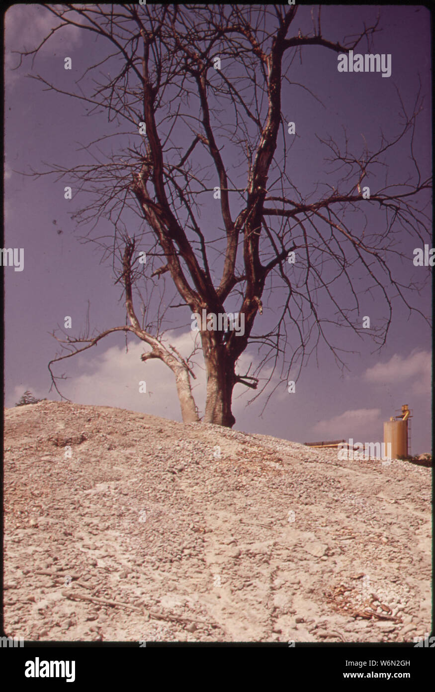 WASTE FROM CEMENT PLANT HAS KILLED THE LARGE TREE NEAR DUMPING GROUND ...