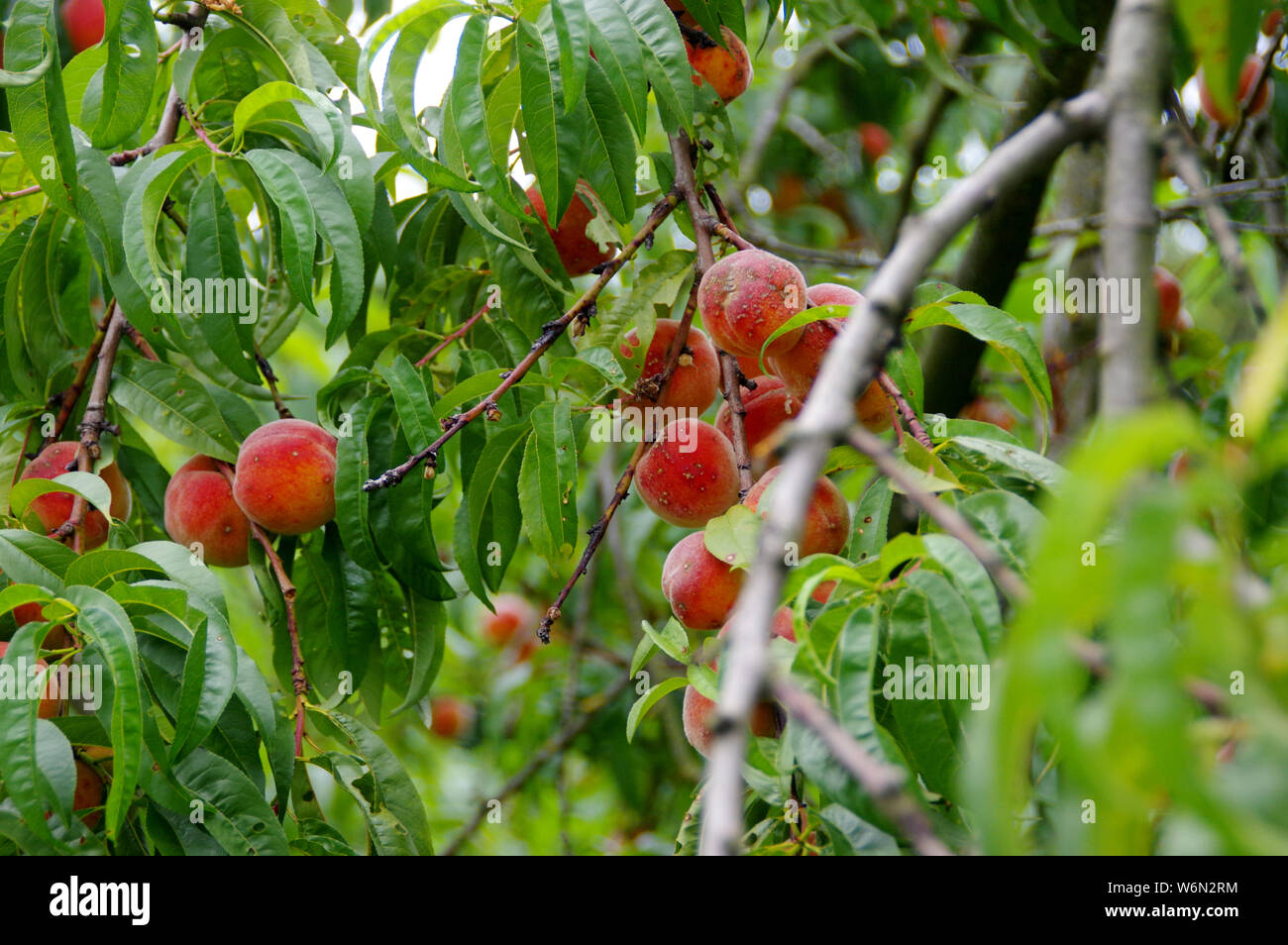 Peach growing on tree hi-res stock photography and images - Alamy