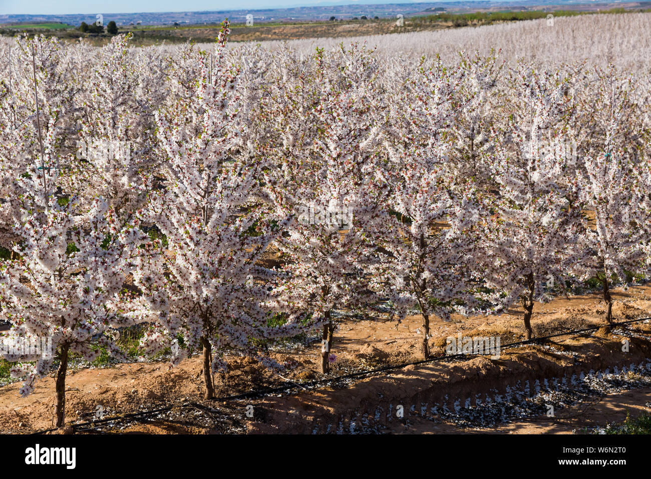 Image of blooming cherry trees in the fields over blue sky in spring ...