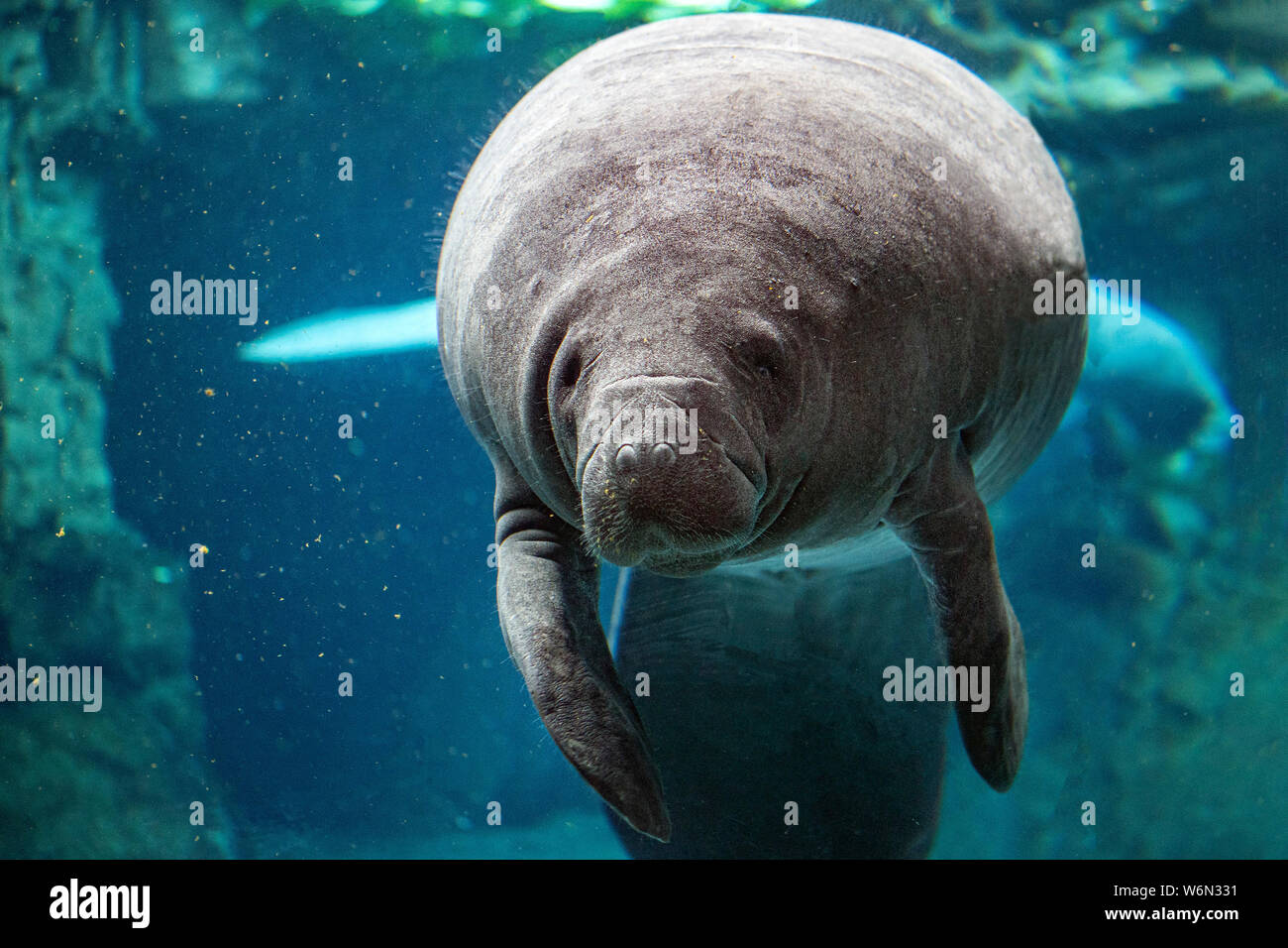 Manatee florida portrait hi-res stock photography and images - Alamy