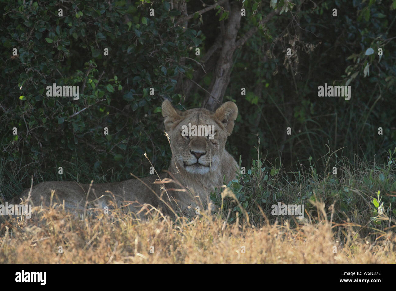 Young male lion, panthera leo, facing forward into camera with scarred ...
