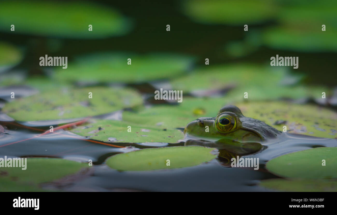 Frog waiting for its meal to come along Stock Photo - Alamy