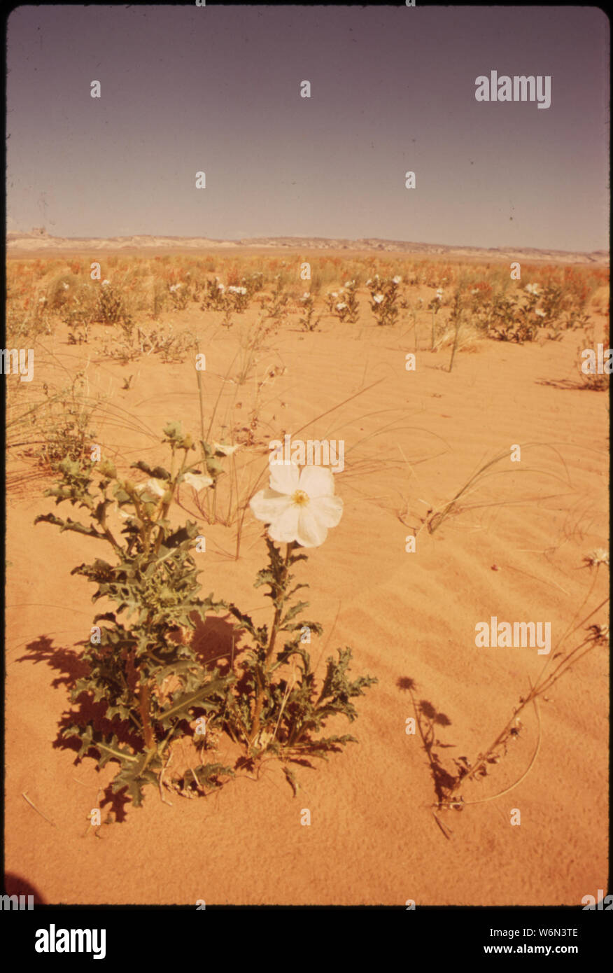WHITE POPPY, DESERT FLOWER Stock Photo - Alamy