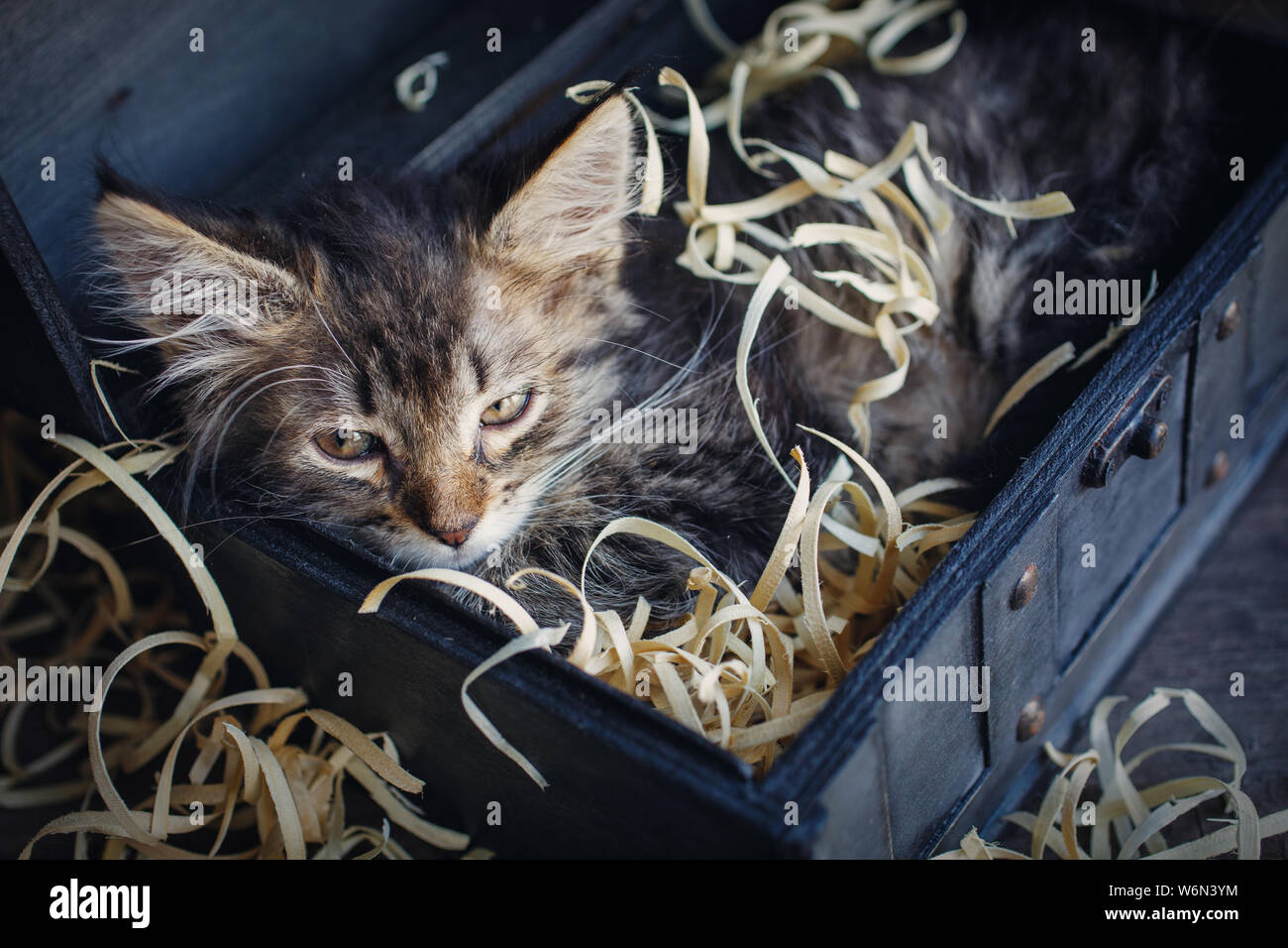 Fluffy kitten in an open chest Stock Photo - Alamy