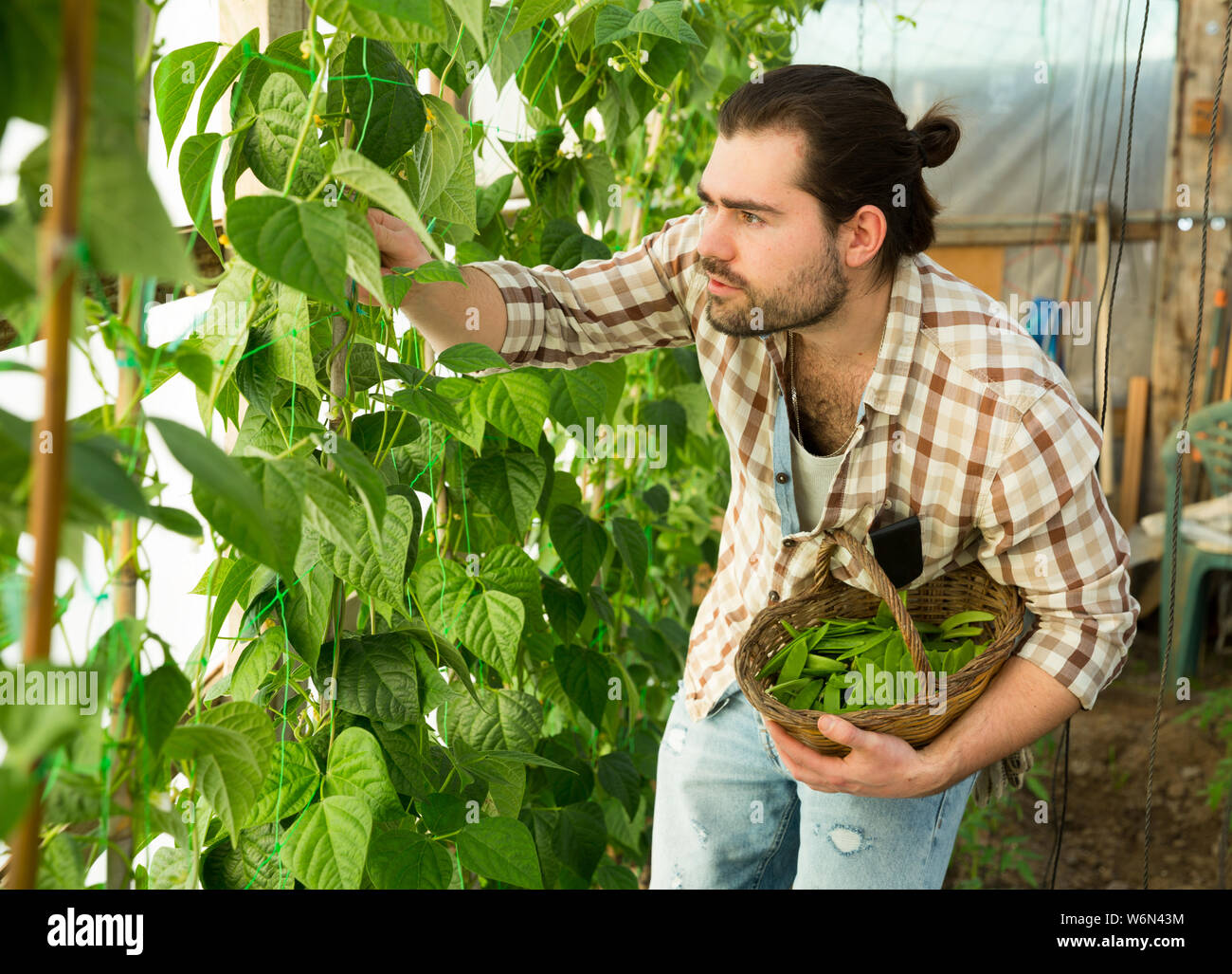 Smiling man harvesting green beans at smallholding at sunny day Stock ...