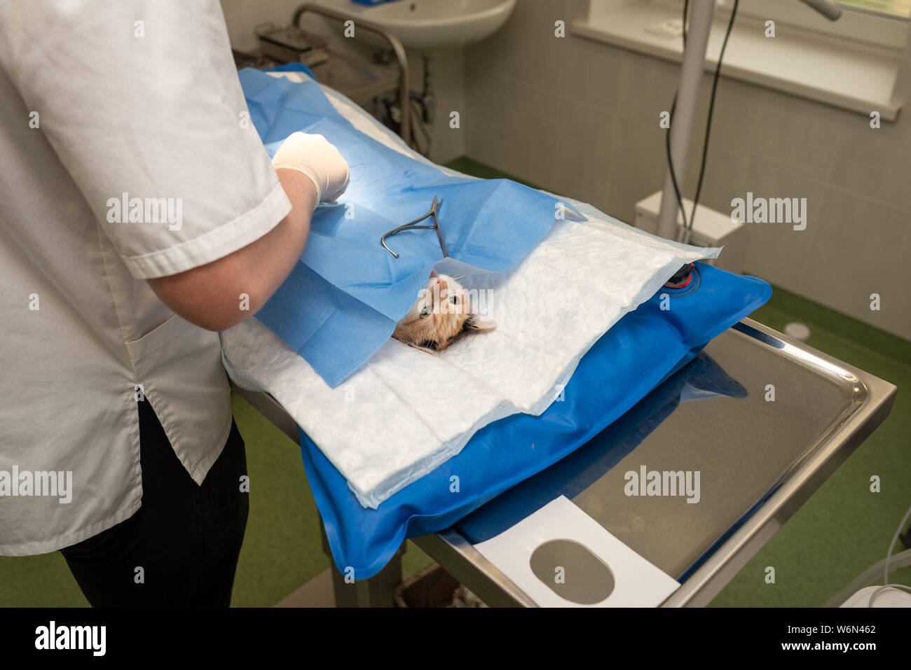 Vet doing the operation for sterilization. The cat on the operating ...