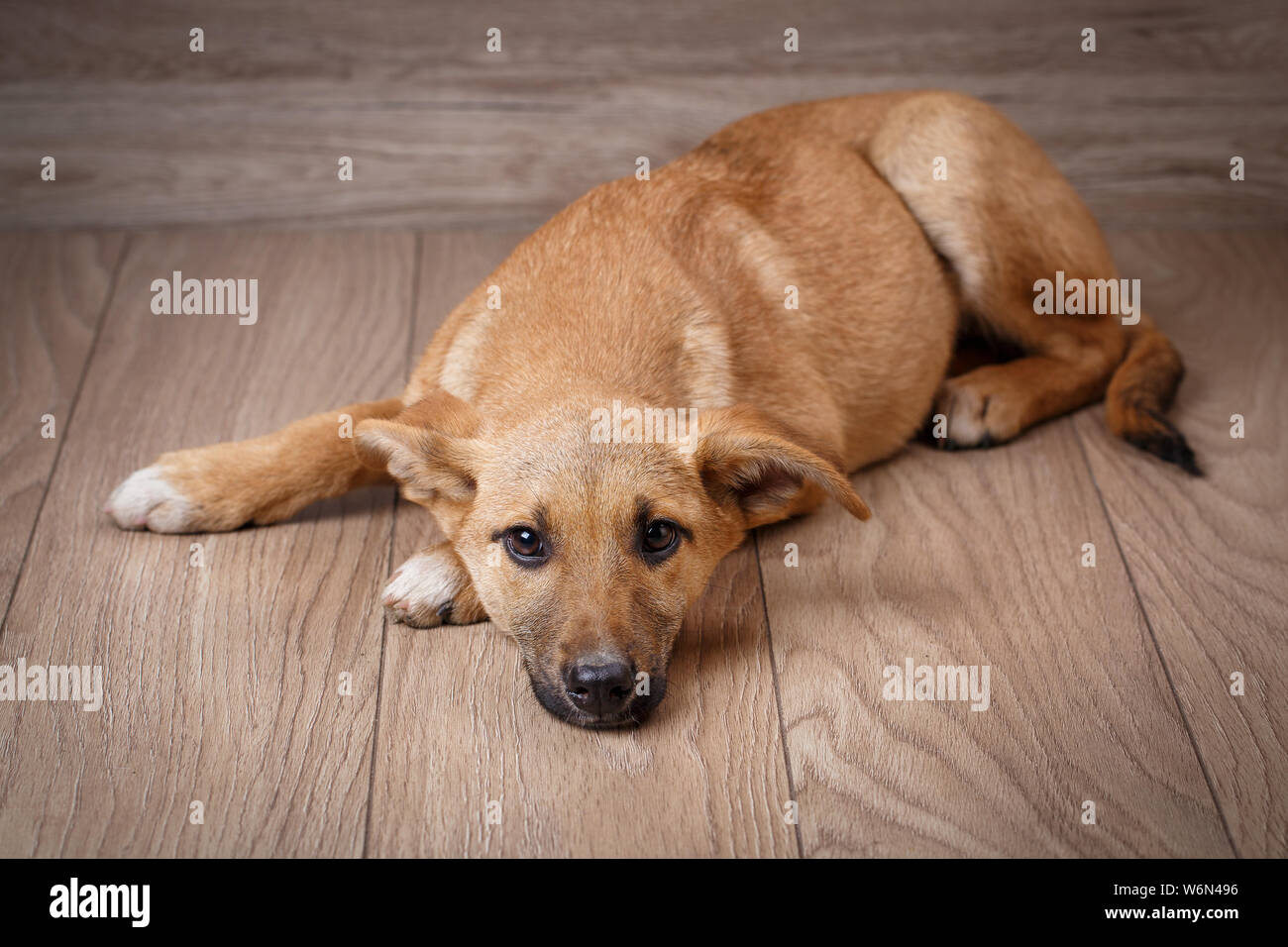 Dog with owner sad hi-res stock photography and images - Alamy