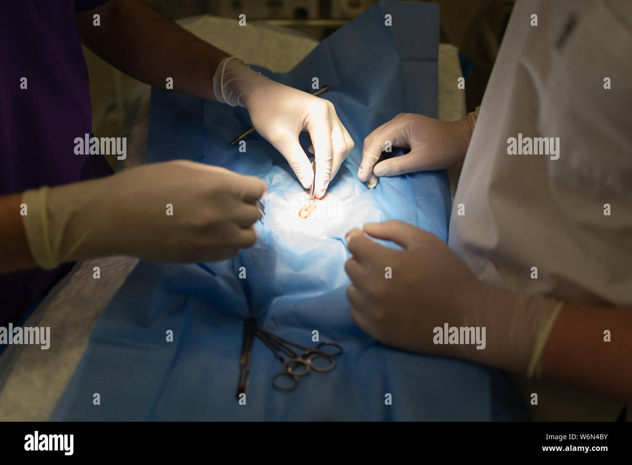 Vet doing operation sterilization cat hi-res stock photography and ...