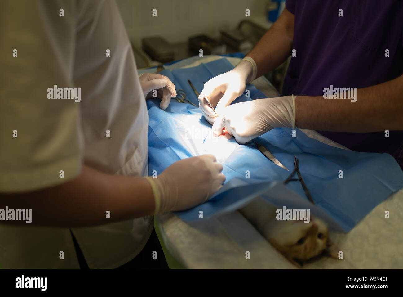 Vet doing the operation for sterilization. The cat on the operating ...