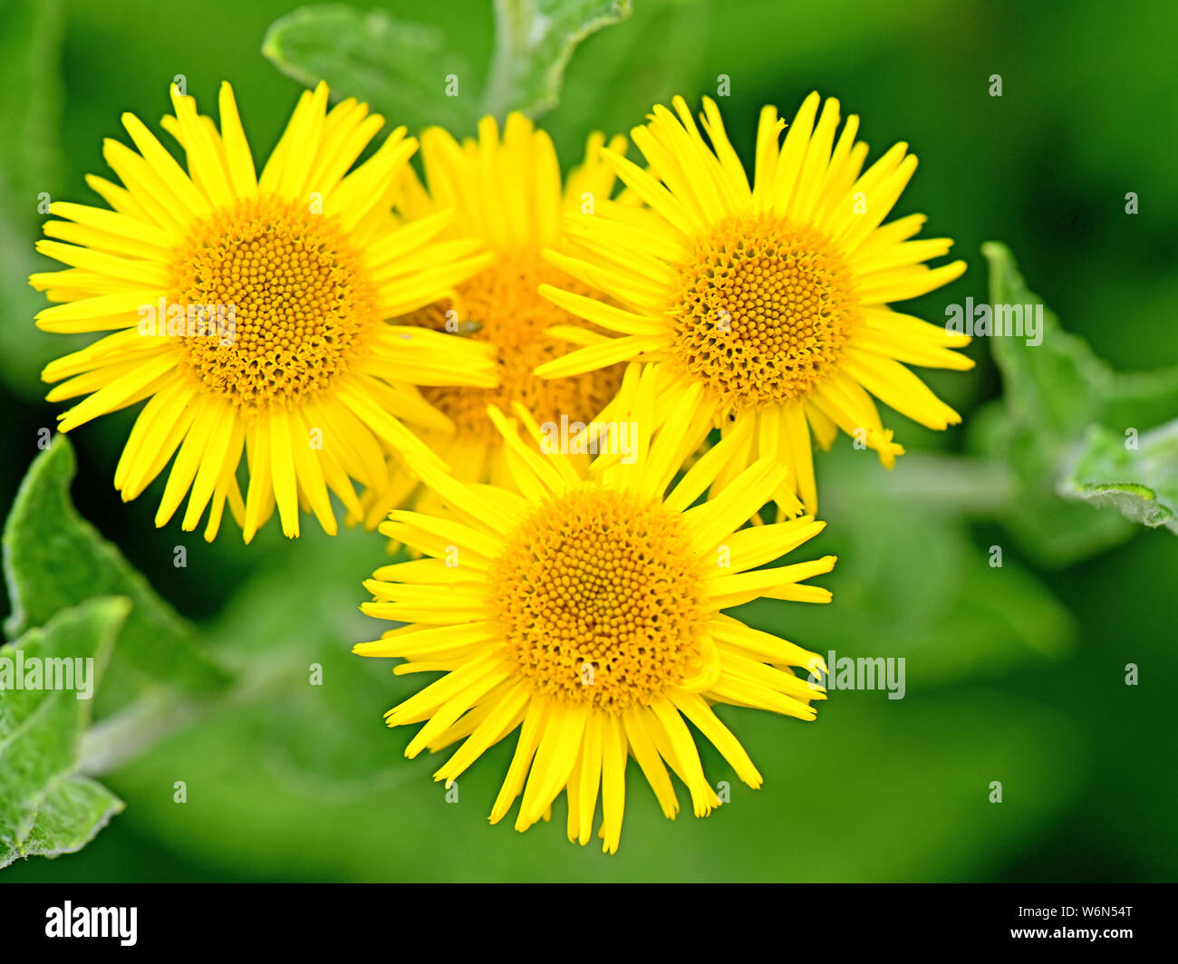 3 sunflower type flower in a group against muted green background Stock ...