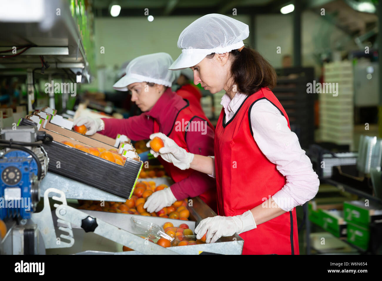 Glad female employee in colored uniform sorting fresh ripe apricots on producing grading line ...