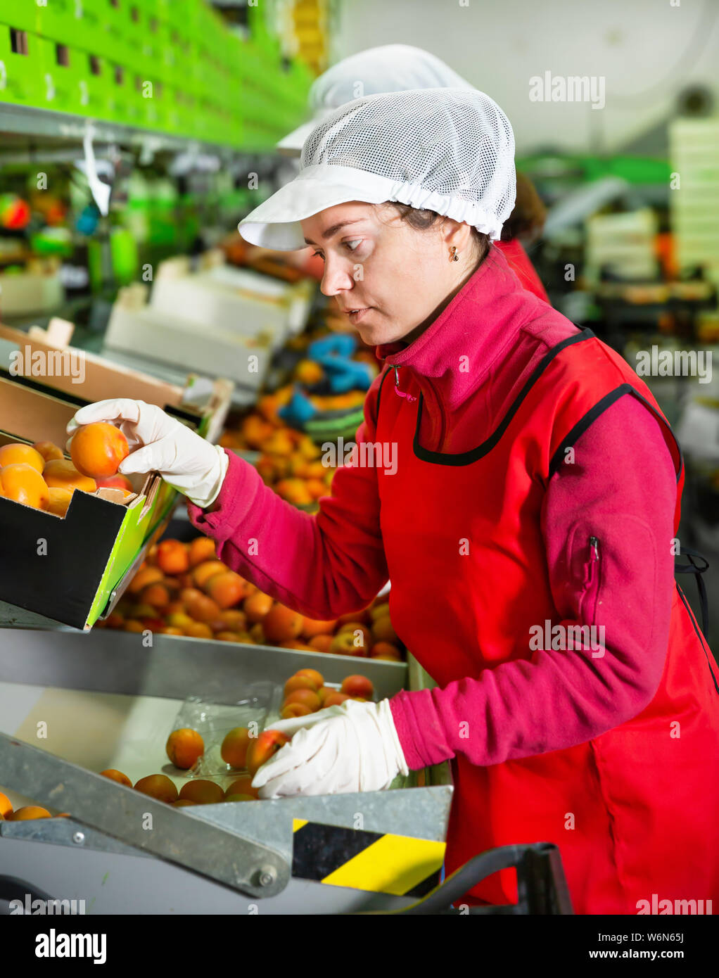 Focused woman working on fruit sorting line at a warehouse, checking ...