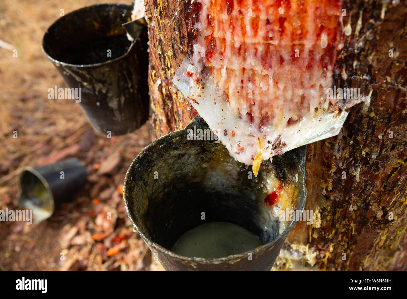 Extraction of resin in pines, Natural Park at sunny day, Spain Stock ...