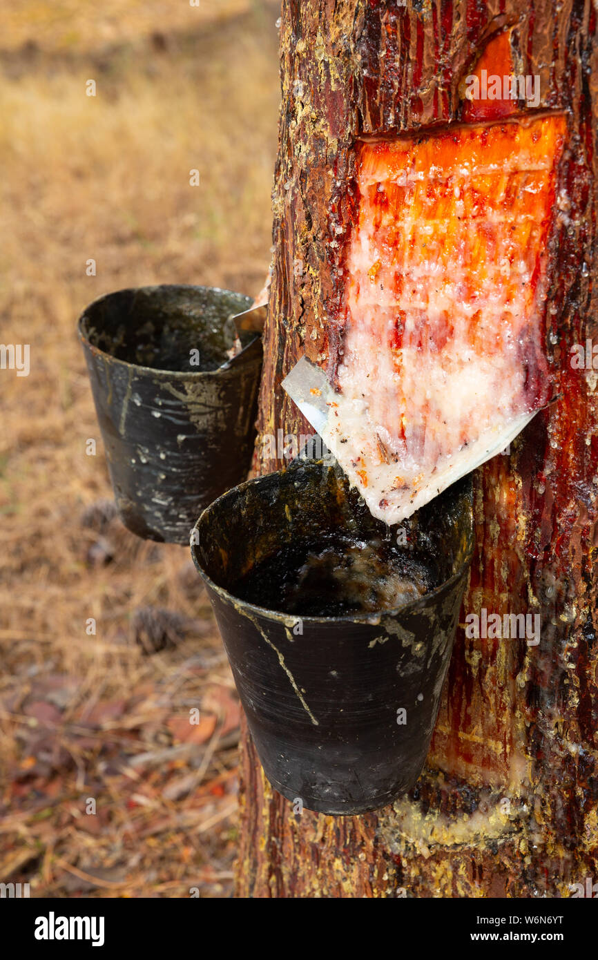 Bleeding pine resin hi-res stock photography and images - Alamy