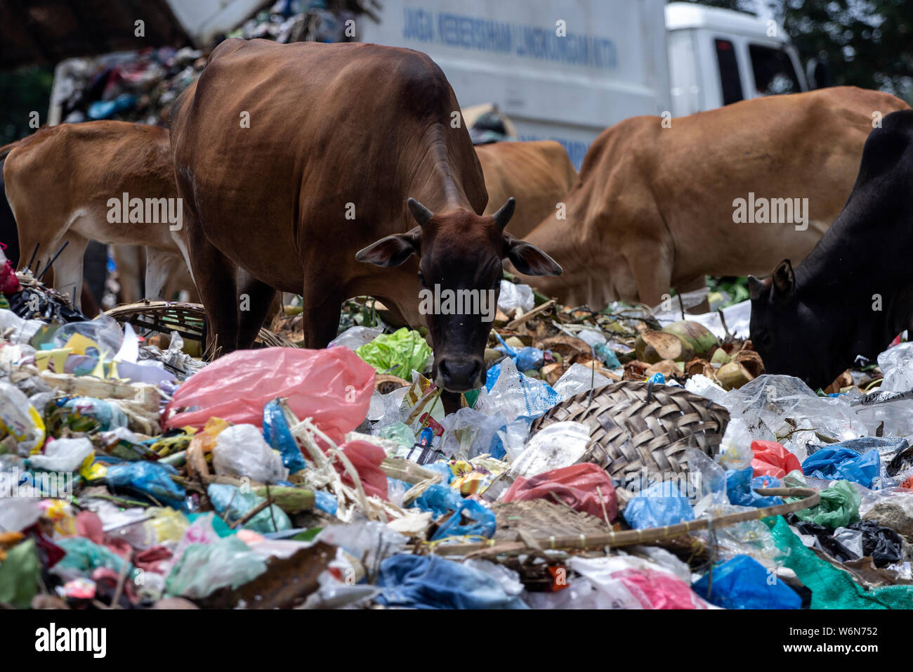 Plastic sea pollution animals hi-res stock photography and images - Alamy