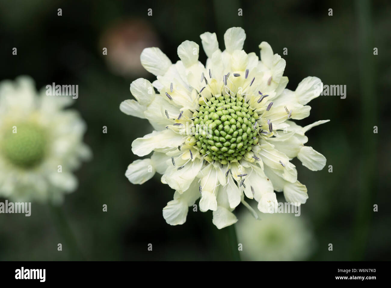 Cream pincushion hi-res stock photography and images - Alamy