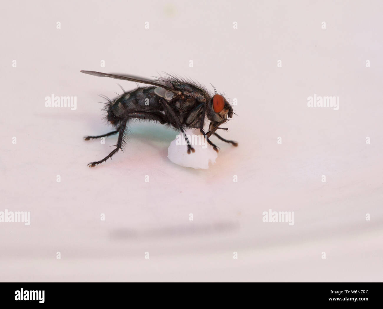 FLY with a pearl sugar grains Stock Photo - Alamy