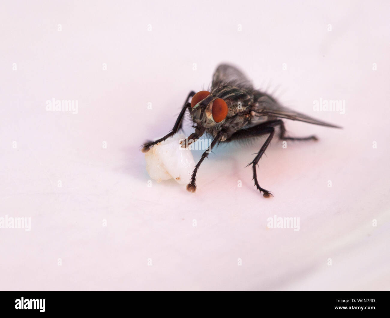 FLY with a pearl sugar grains Stock Photo - Alamy