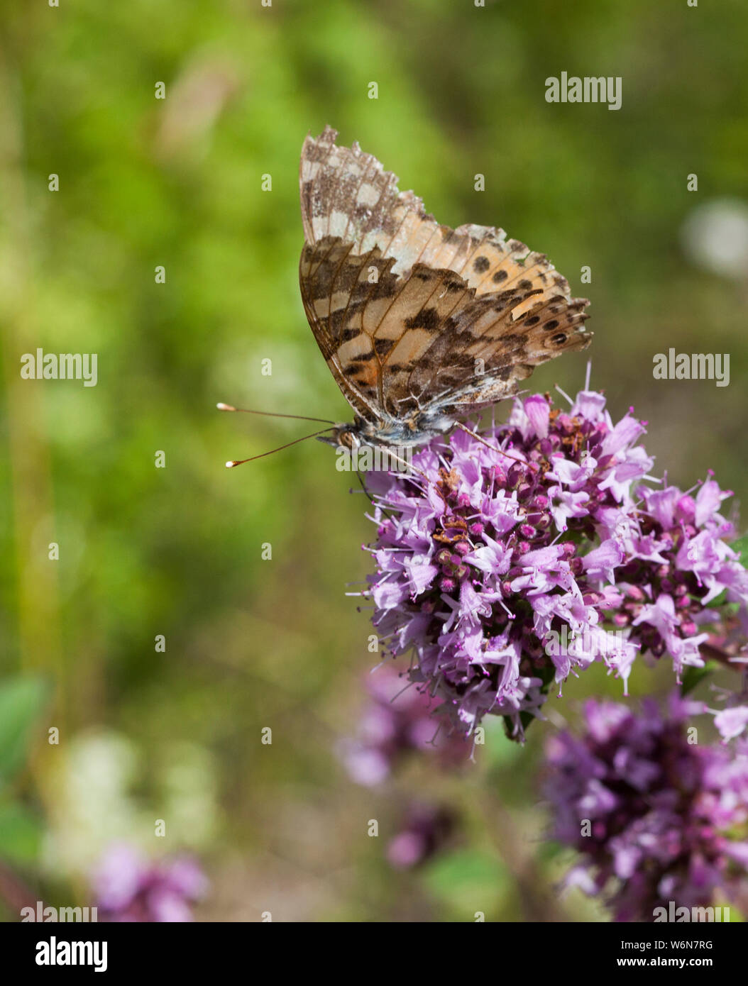 VANESSA CARDUI elderly with dull colors and demage to the wings sitting ...