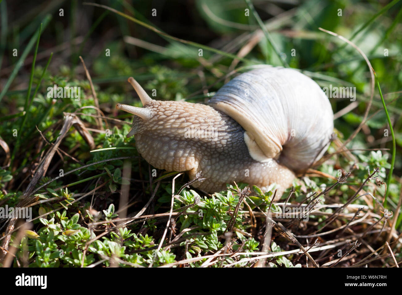 HELIX POMATIA or the Roman snail Stock Photo - Alamy