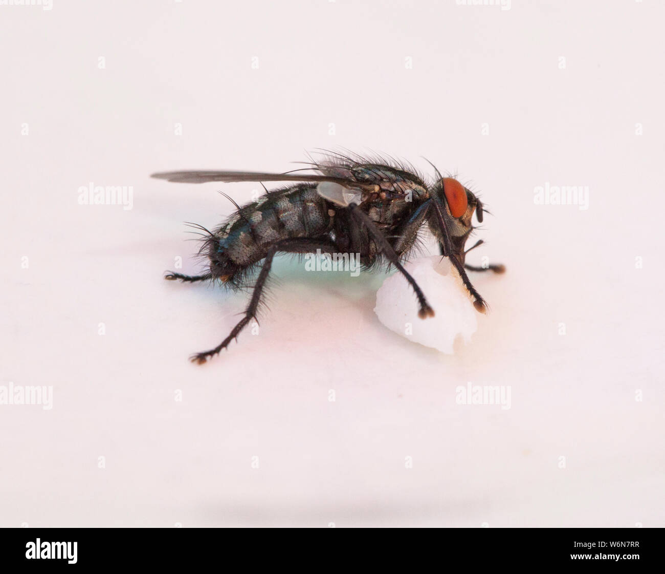 FLY with a pearl sugar grains Stock Photo - Alamy