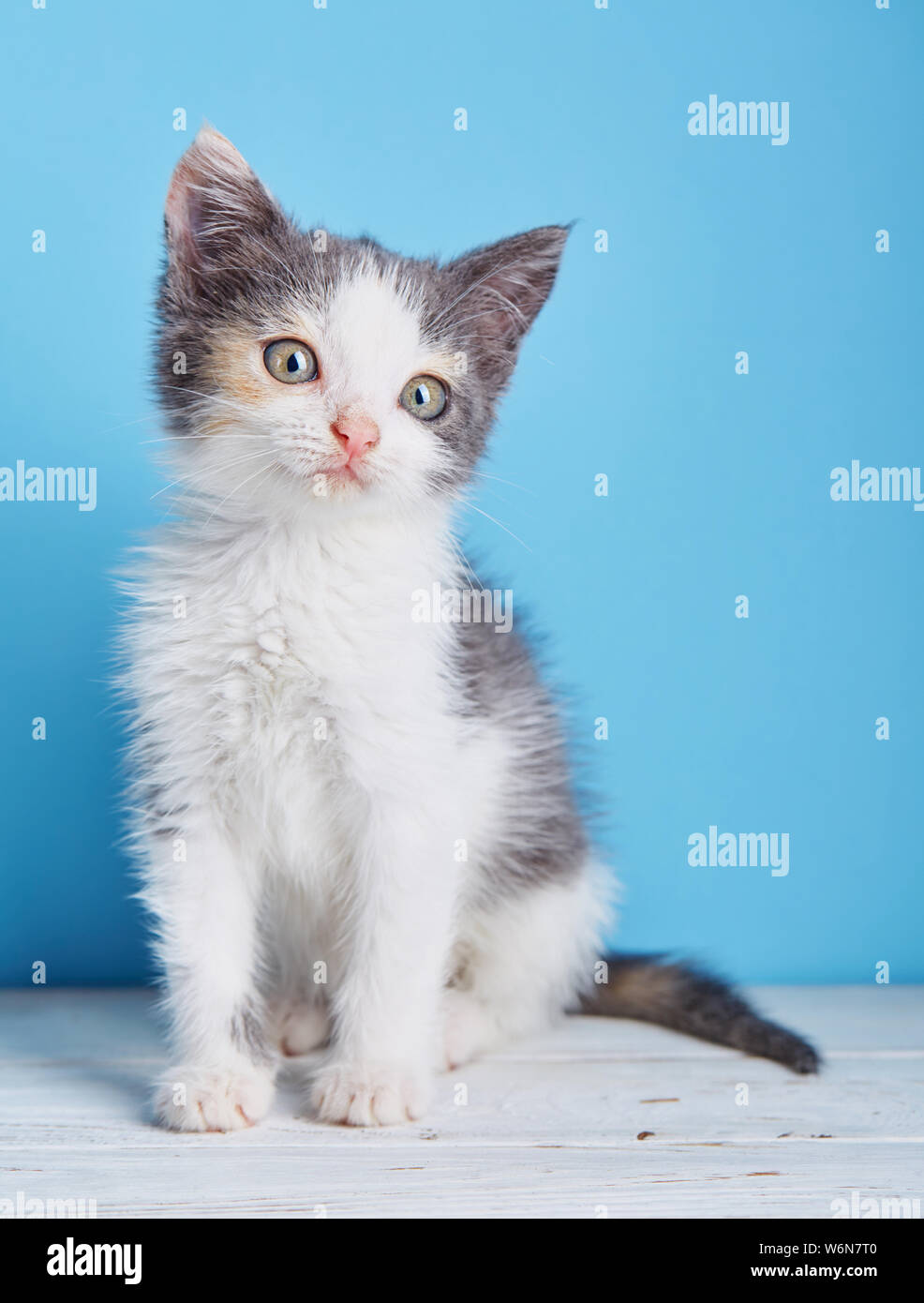 A playful cute kitten looks right side Stock Photo - Alamy