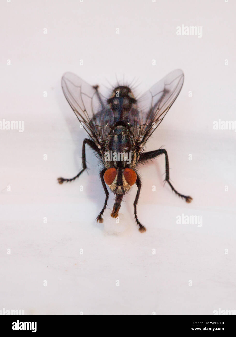 FLY with a pearl sugar grains Stock Photo - Alamy