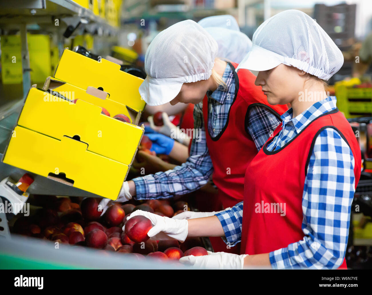 Young efficient positive friendly women in uniform during packaging ...