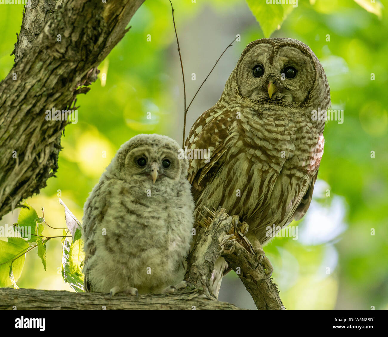 Adult and baby Barred Owls perching on a tree branch in early summer ...