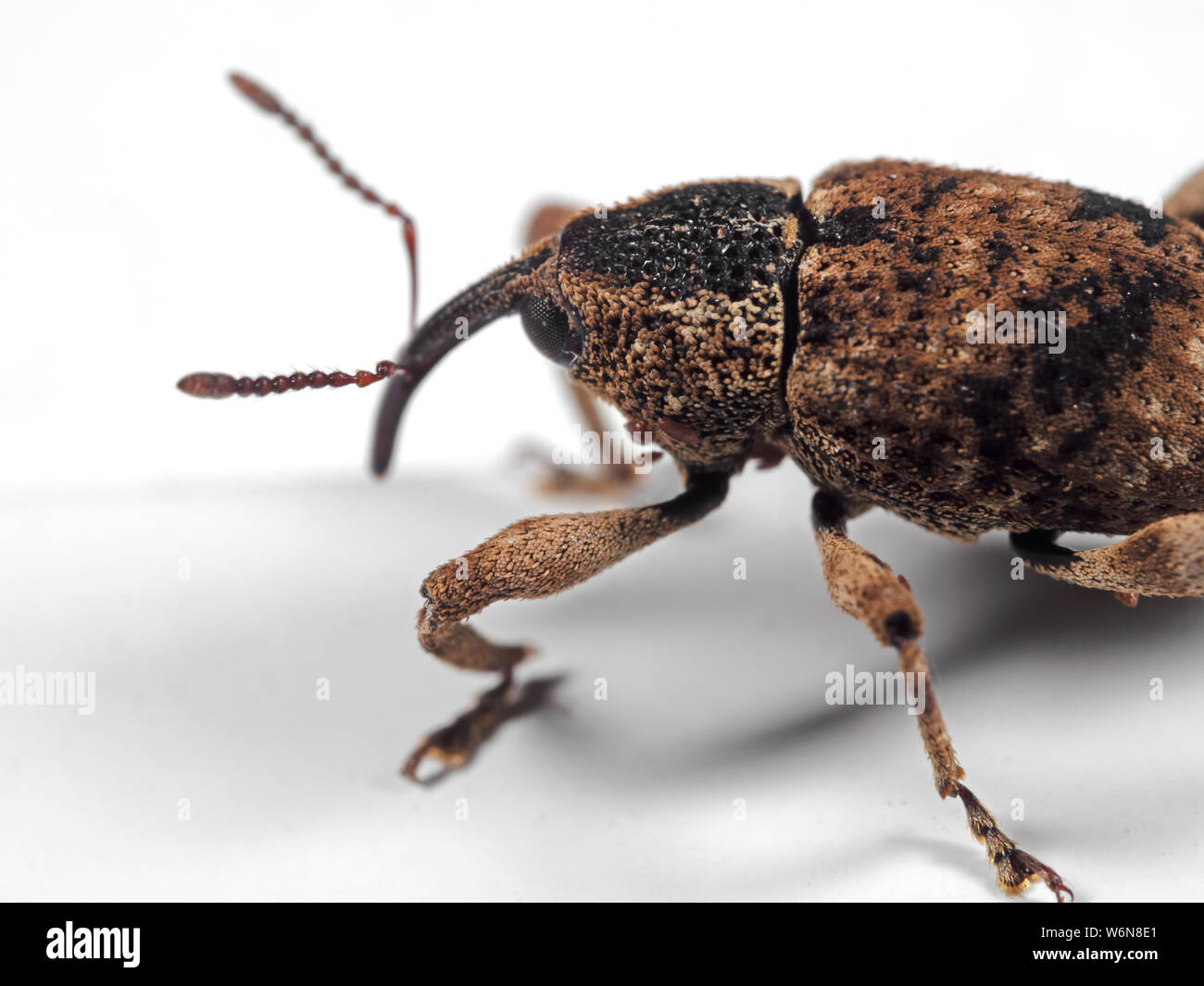 Macro Photography of Large Pine Weevil Isolated on White Background ...