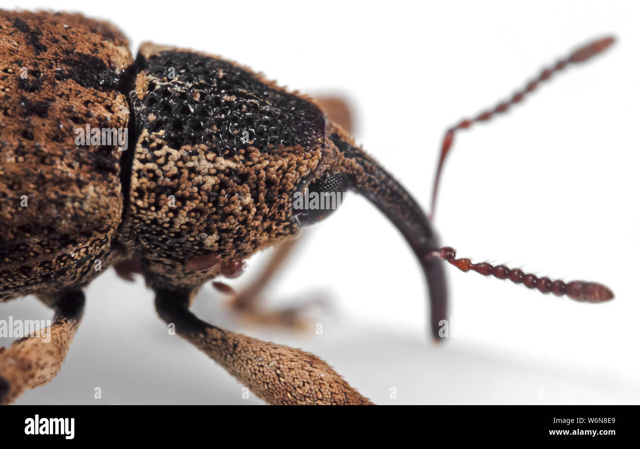Macro Photography of Large Pine Weevil Isolated on White Background ...
