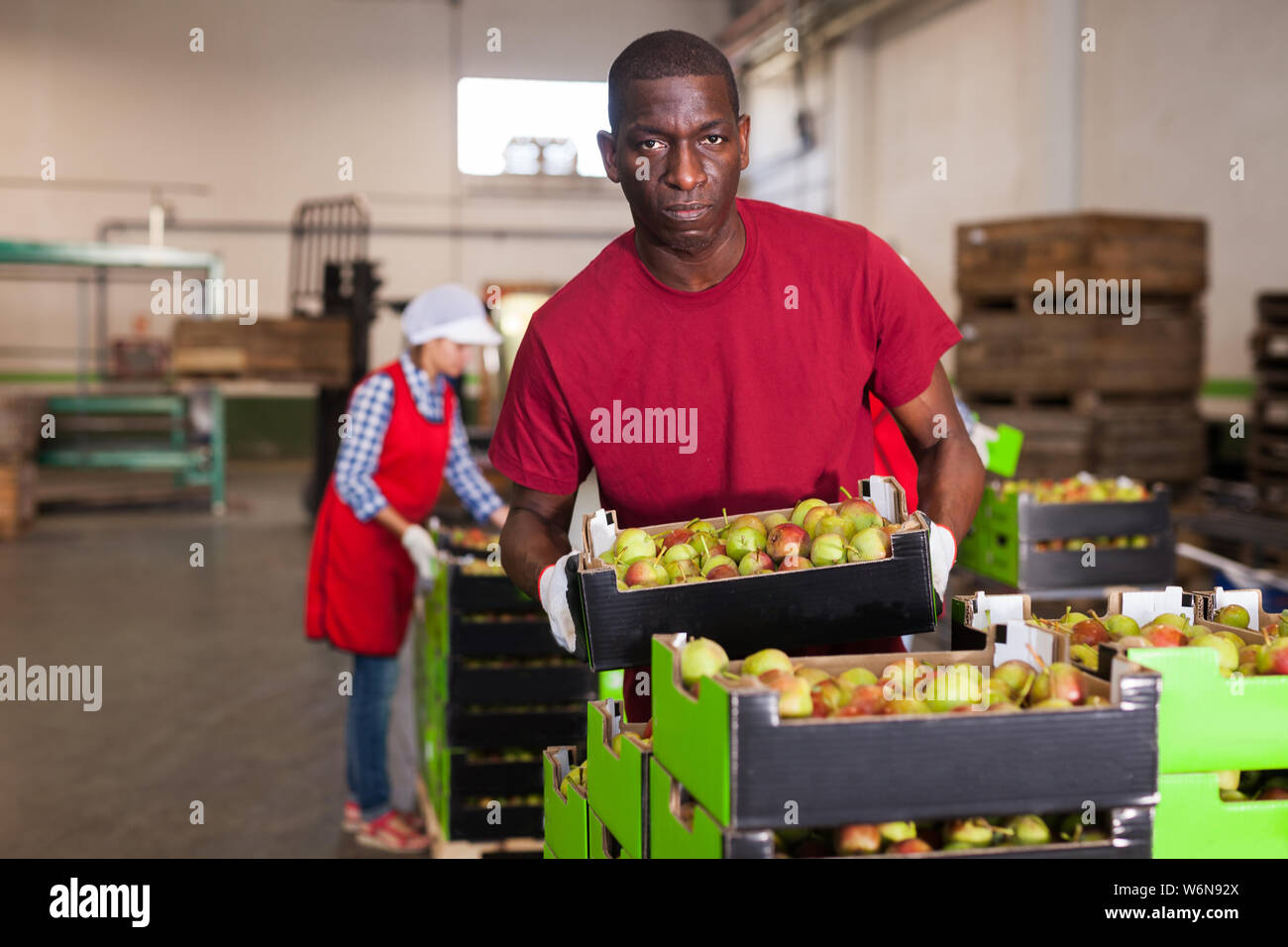 Focused African American employee working in fruits sorting department ...