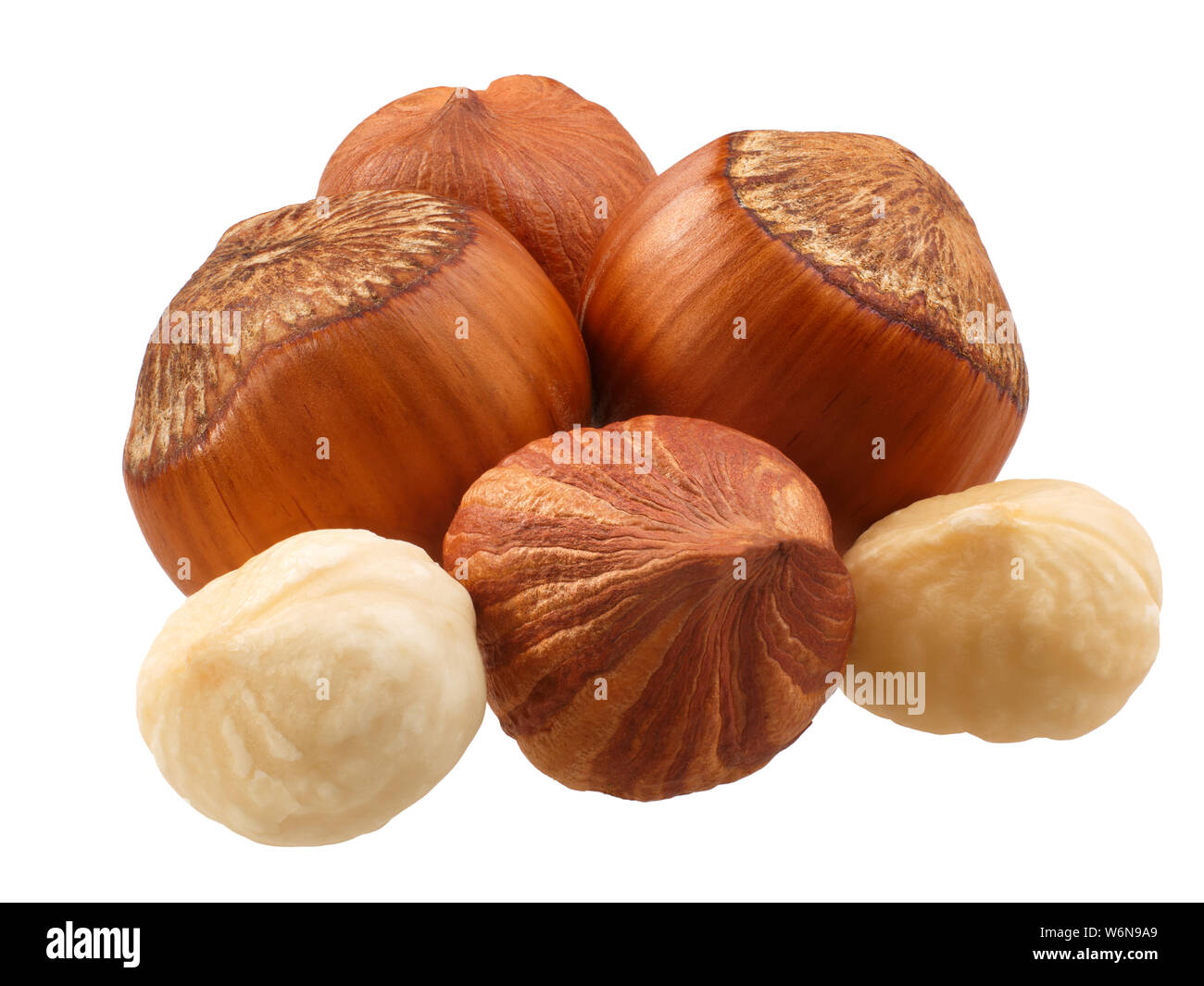 Hazelnuts (Corylus avellana seeds) shelled, whole kernels, in shell ...