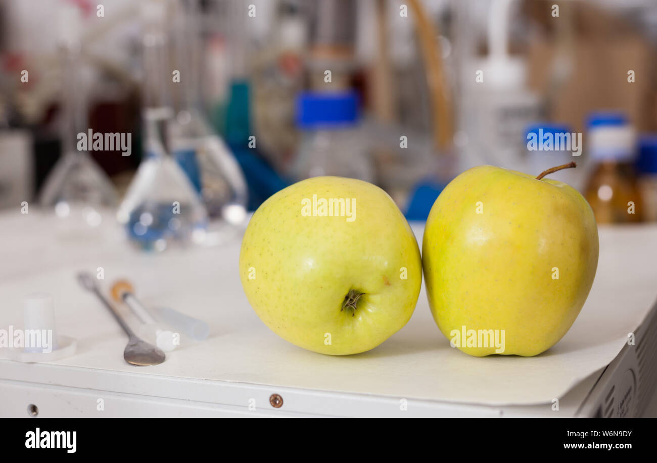 Quality control of agricultural products. Ripe organic apples on ...