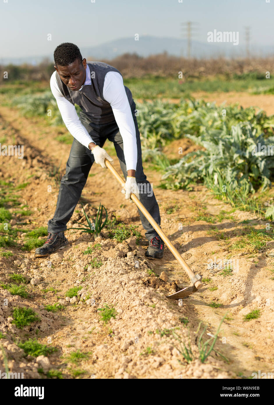 African-American man working soil at his smallholding, hoeing between ...