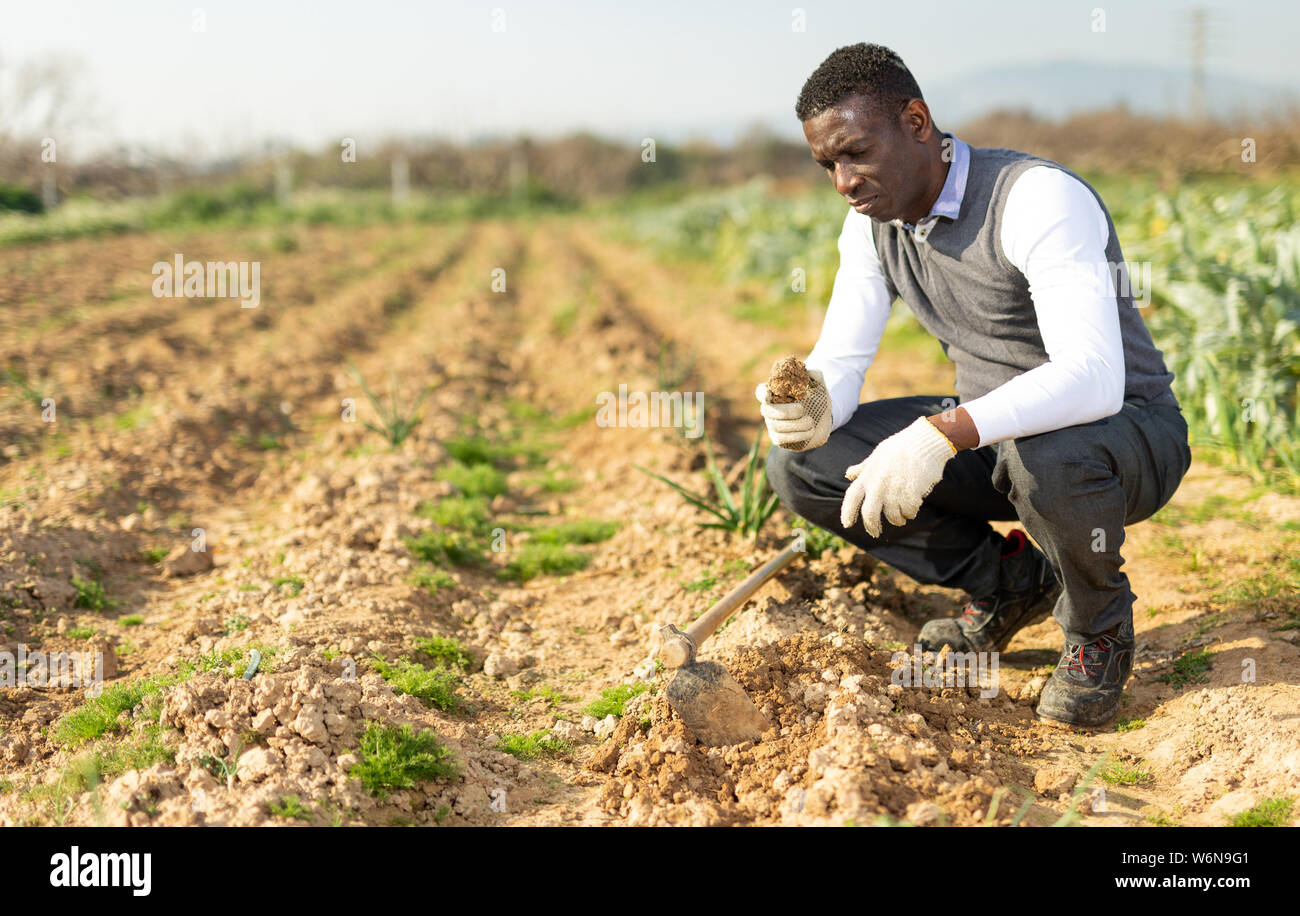 Focused African American man examining soil in his kitchen garden while ...