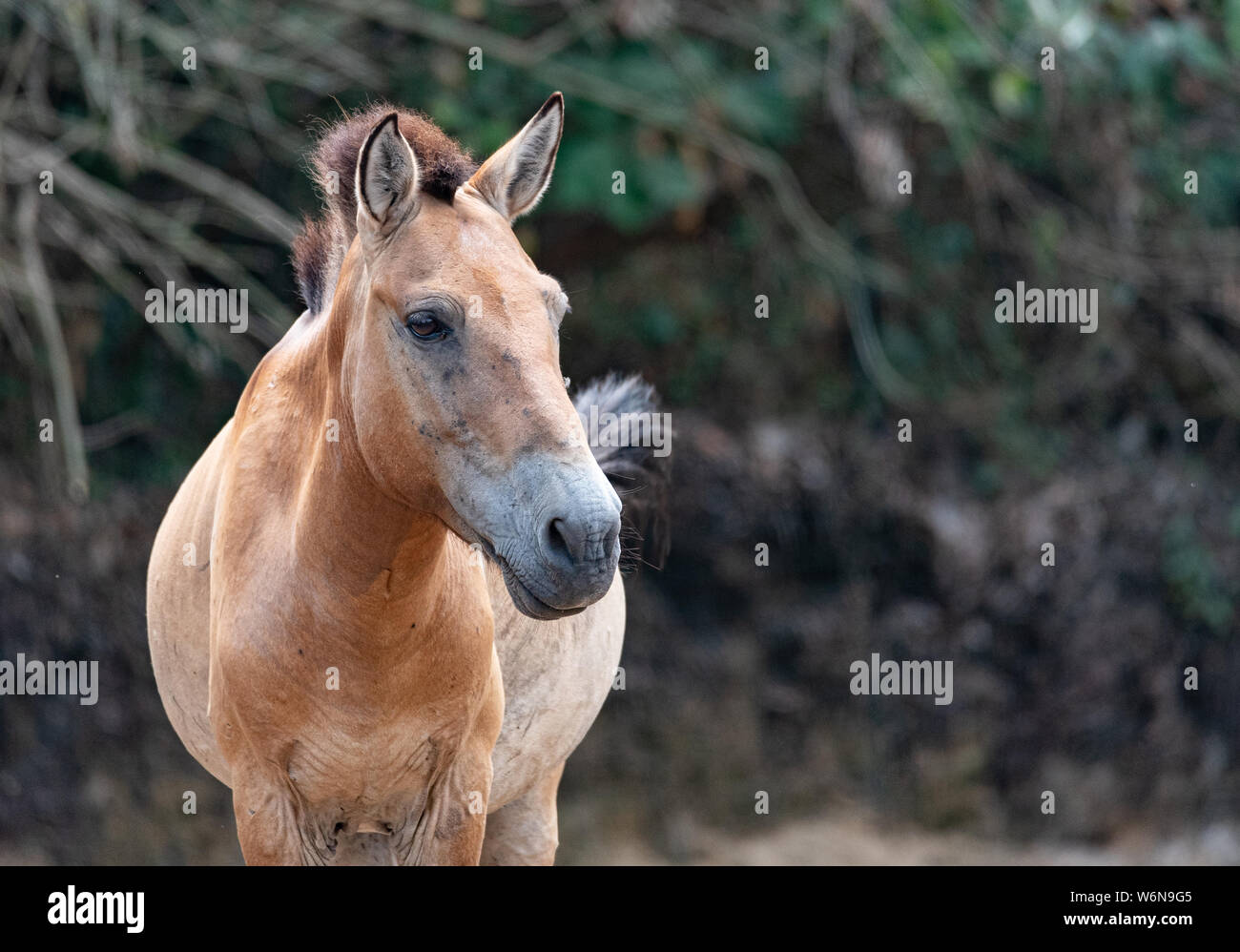 Frontal portrait of wild horse, Przewalski horses, also known as ...