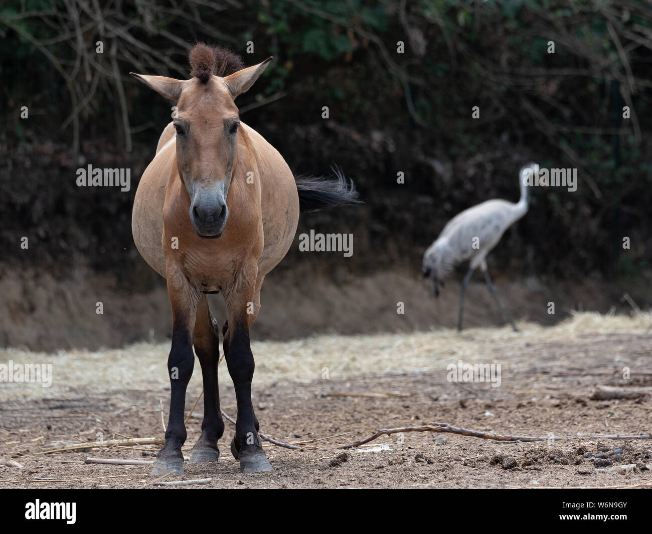 Frontal portrait of wild horse, Przewalski horses, also known as ...
