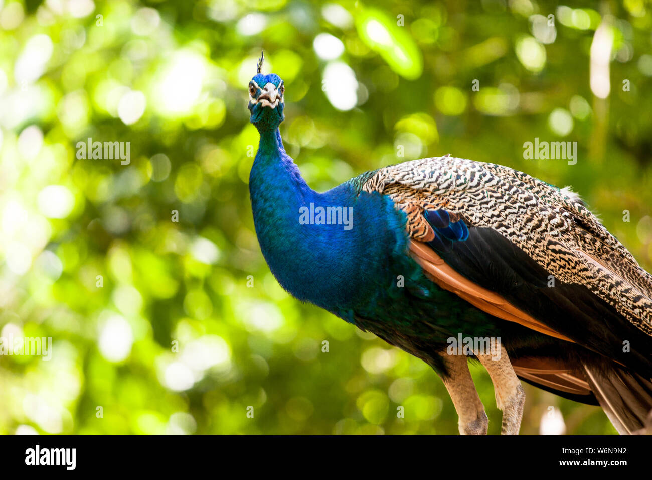 Peacock sitting on the fence against the green foliage Stock Photo - Alamy