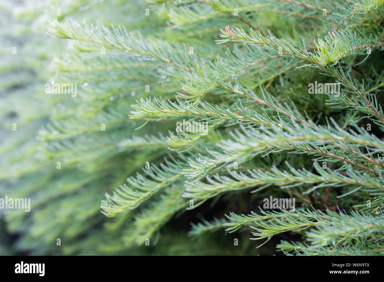 Wet spruce branch drops hi-res stock photography and images - Alamy