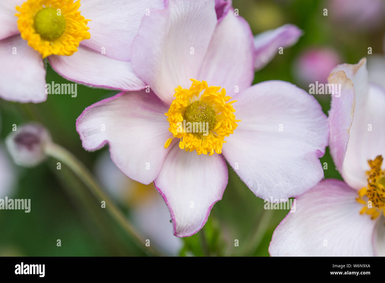 Anemone blossom park garden hi-res stock photography and images - Alamy