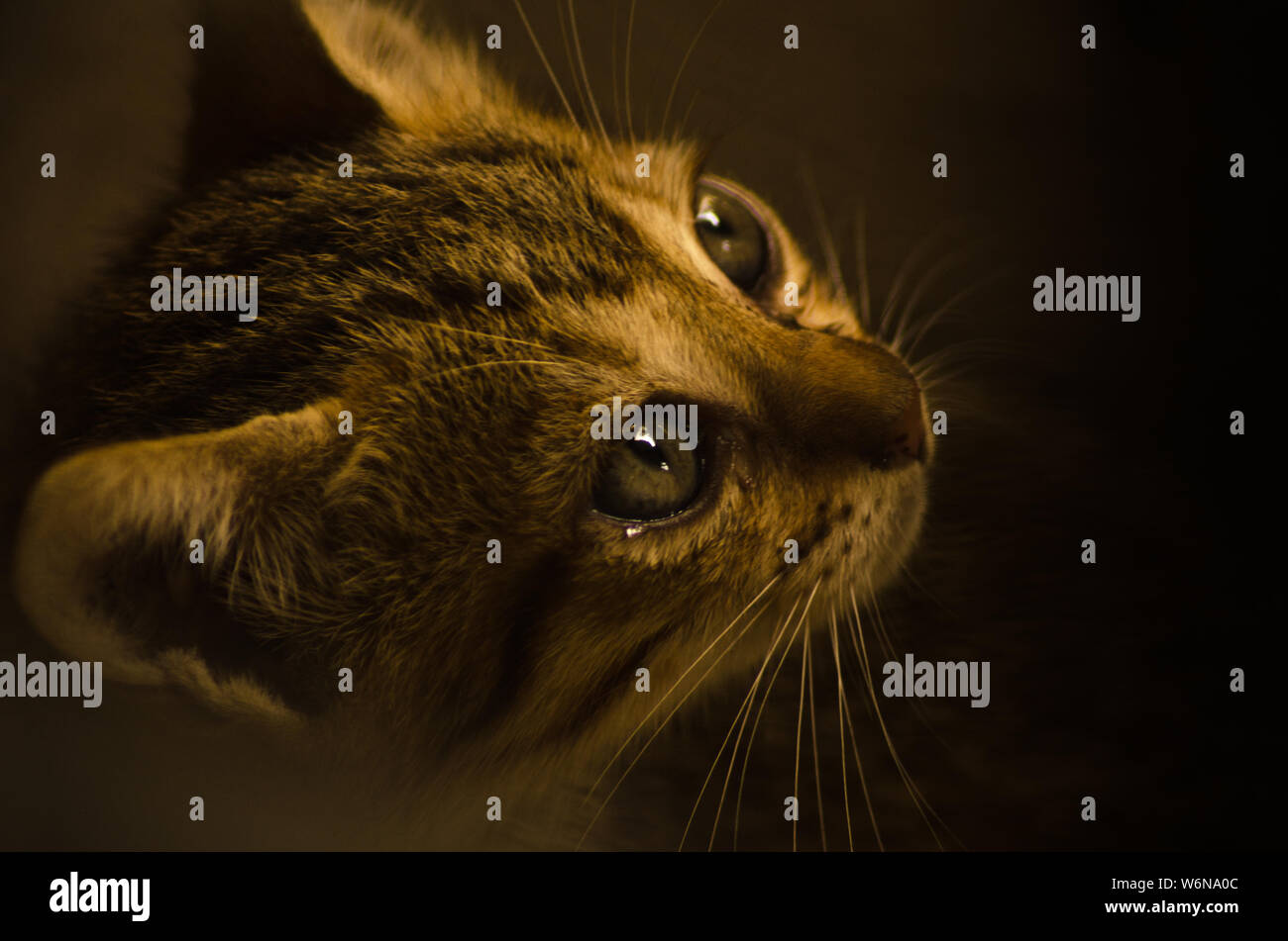 Kitten with wide eye Stock Photo - Alamy