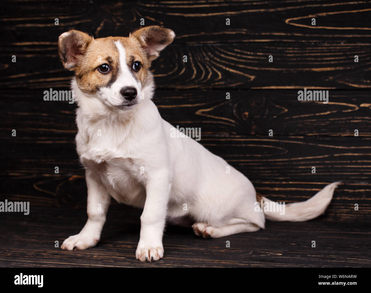 A funny dog looks to the left Stock Photo - Alamy