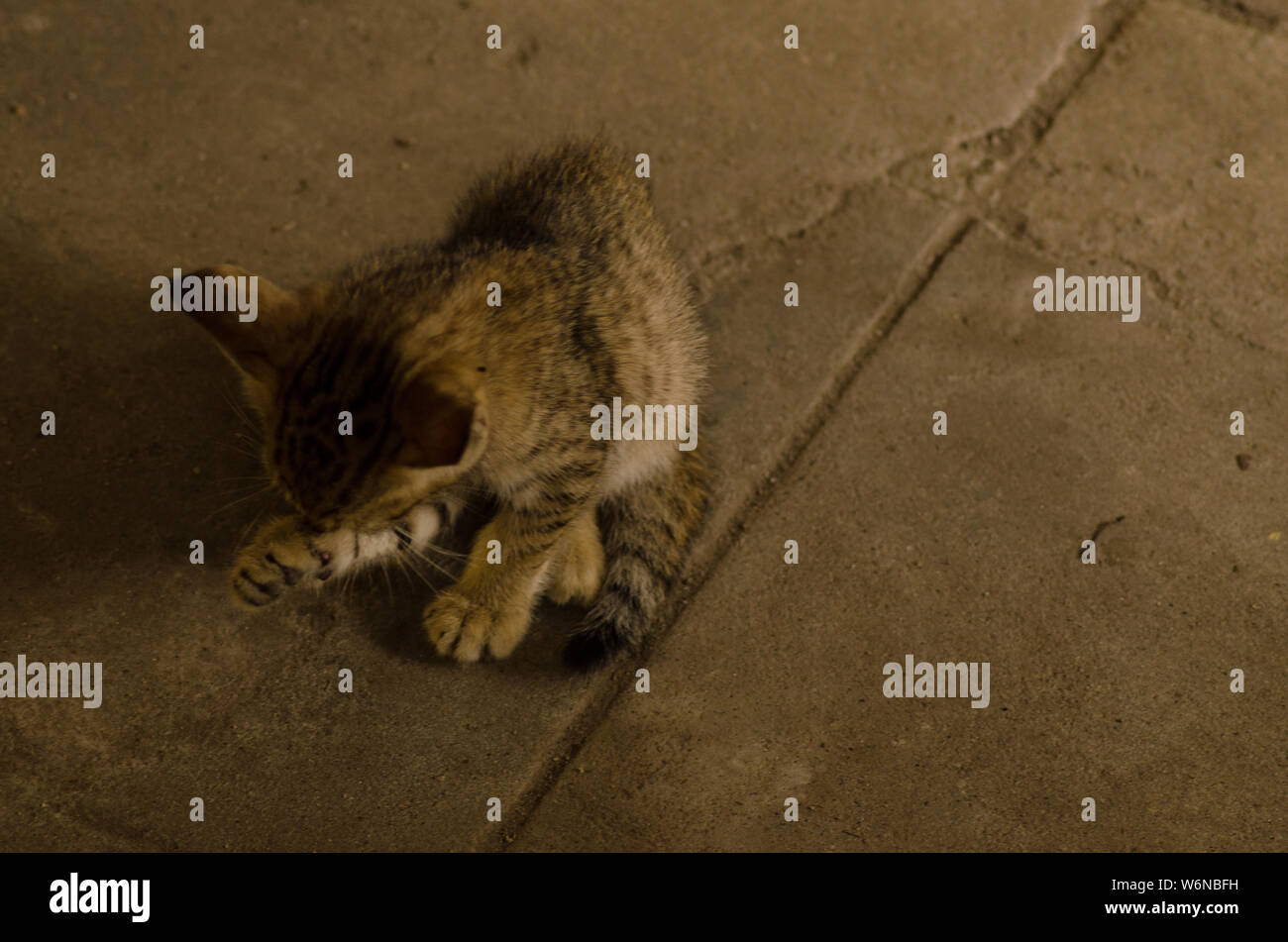 Kitten hiding behind with wide eye Stock Photo - Alamy