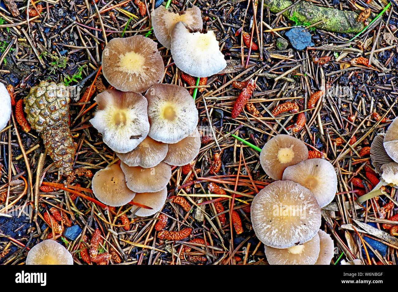 Forest floor with mushrooms pine cones and vegetable matter Focus ...