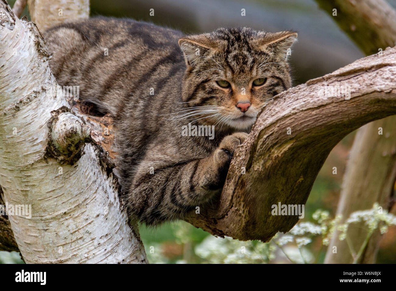 British Wildcat in a Tree Stock Photo - Alamy